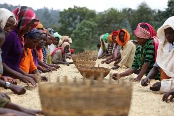 The Story Behind Campos Coffee | Campos Coffee